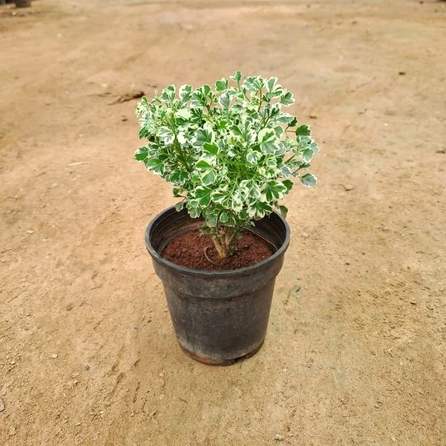 Aralia Variegated White Plant in 6 Inch Grow Pot - plantwale