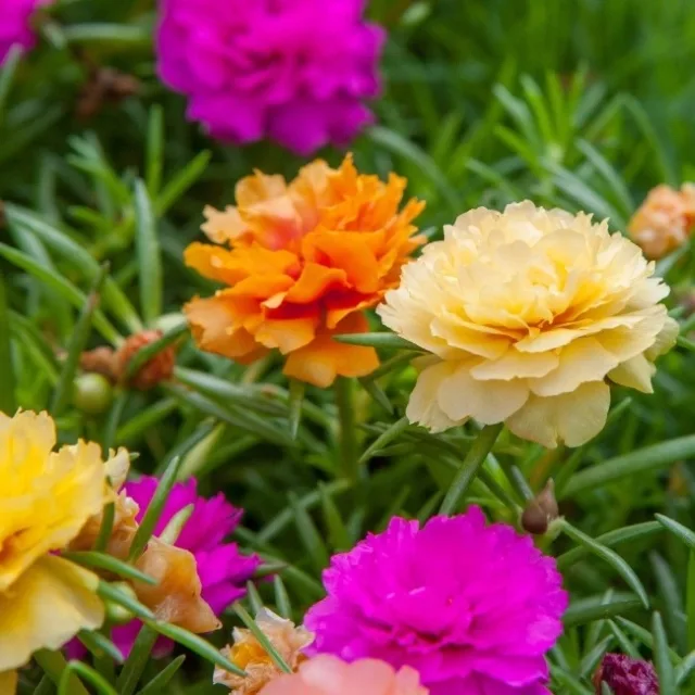 Portulaca Mix Seeds - plantwale