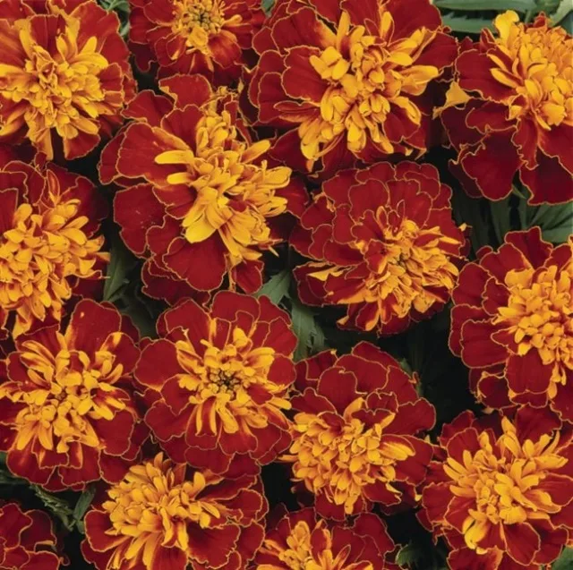 Marigold French Mix Seeds - plantwale