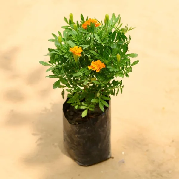 Marigold Jafri (any color) in 4 inch Grow Bag - plantwale